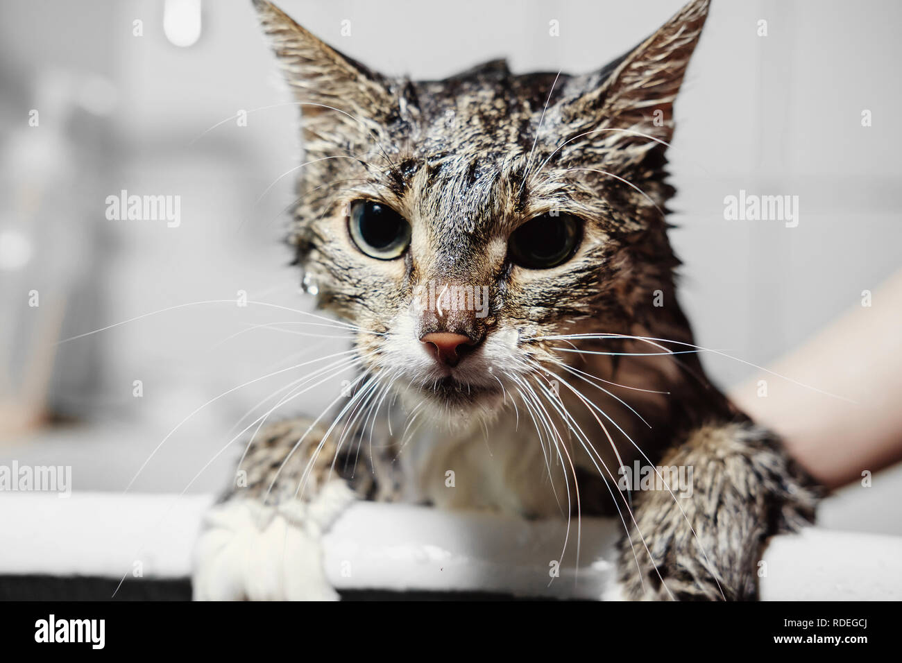 wet cat after washing Stock Photo - Alamy