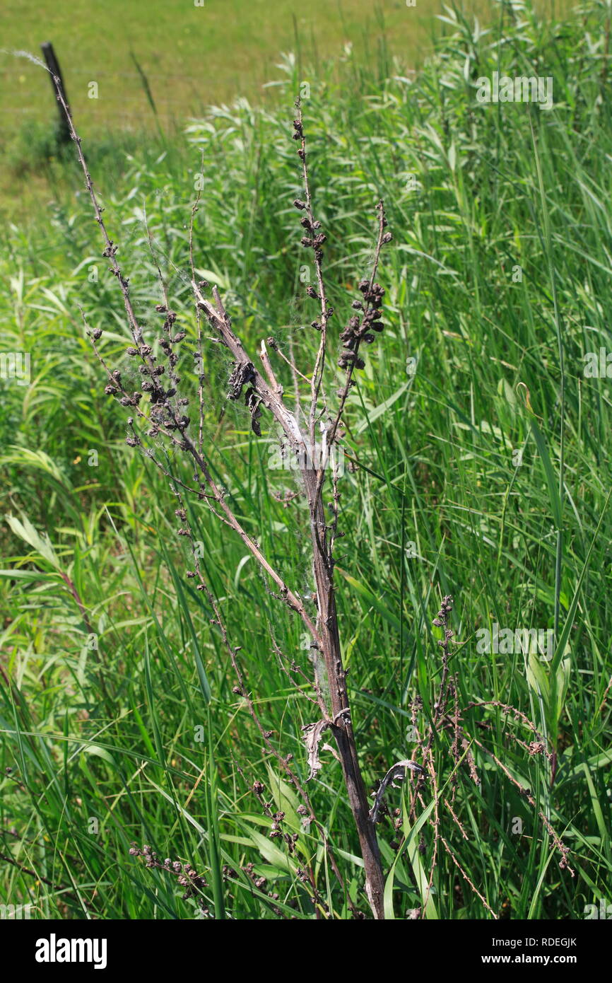 Morscher Baum High Resolution Stock Photography and Images - Alamy