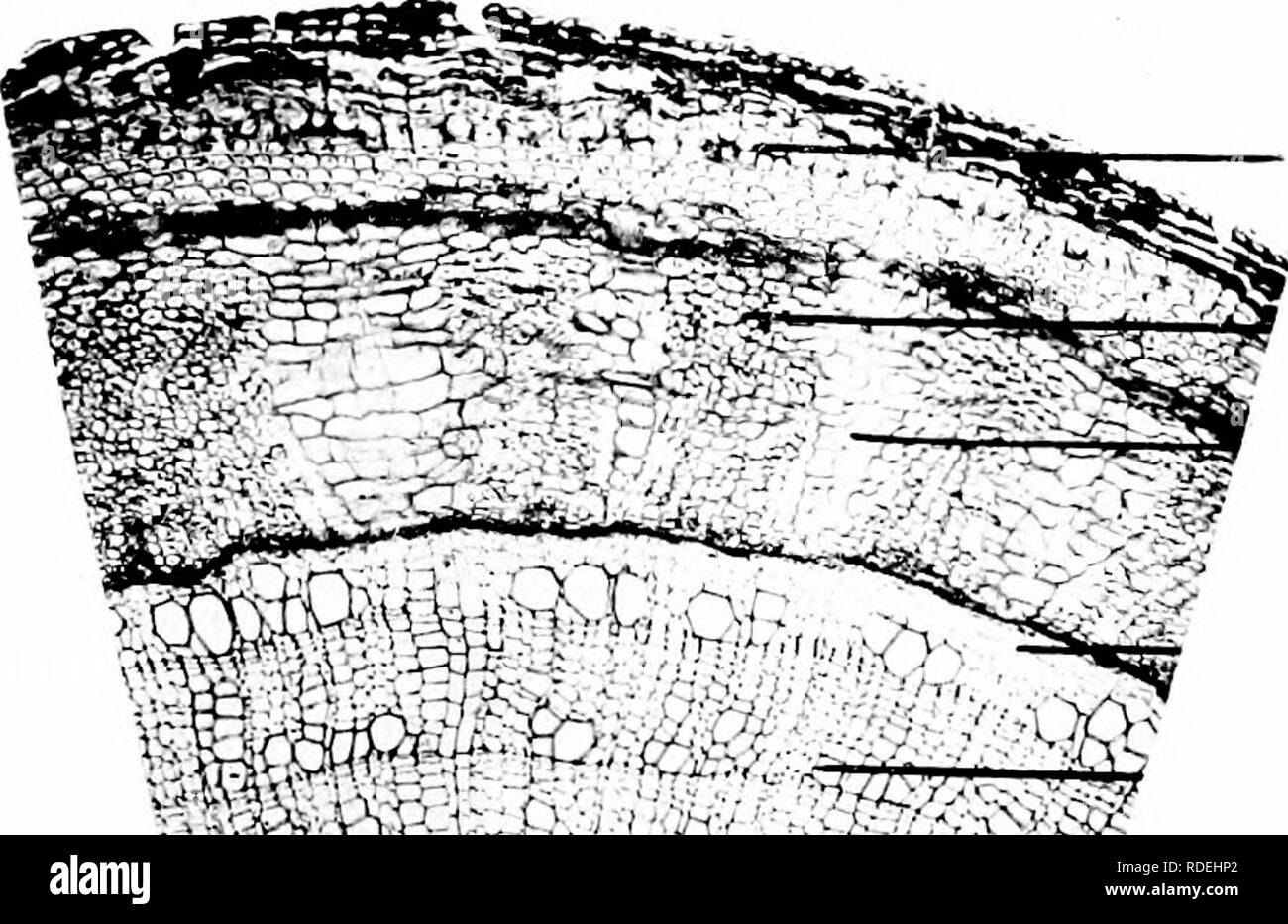 Primary xylem vessel stem Black and White Stock Photos & Images - Alamy