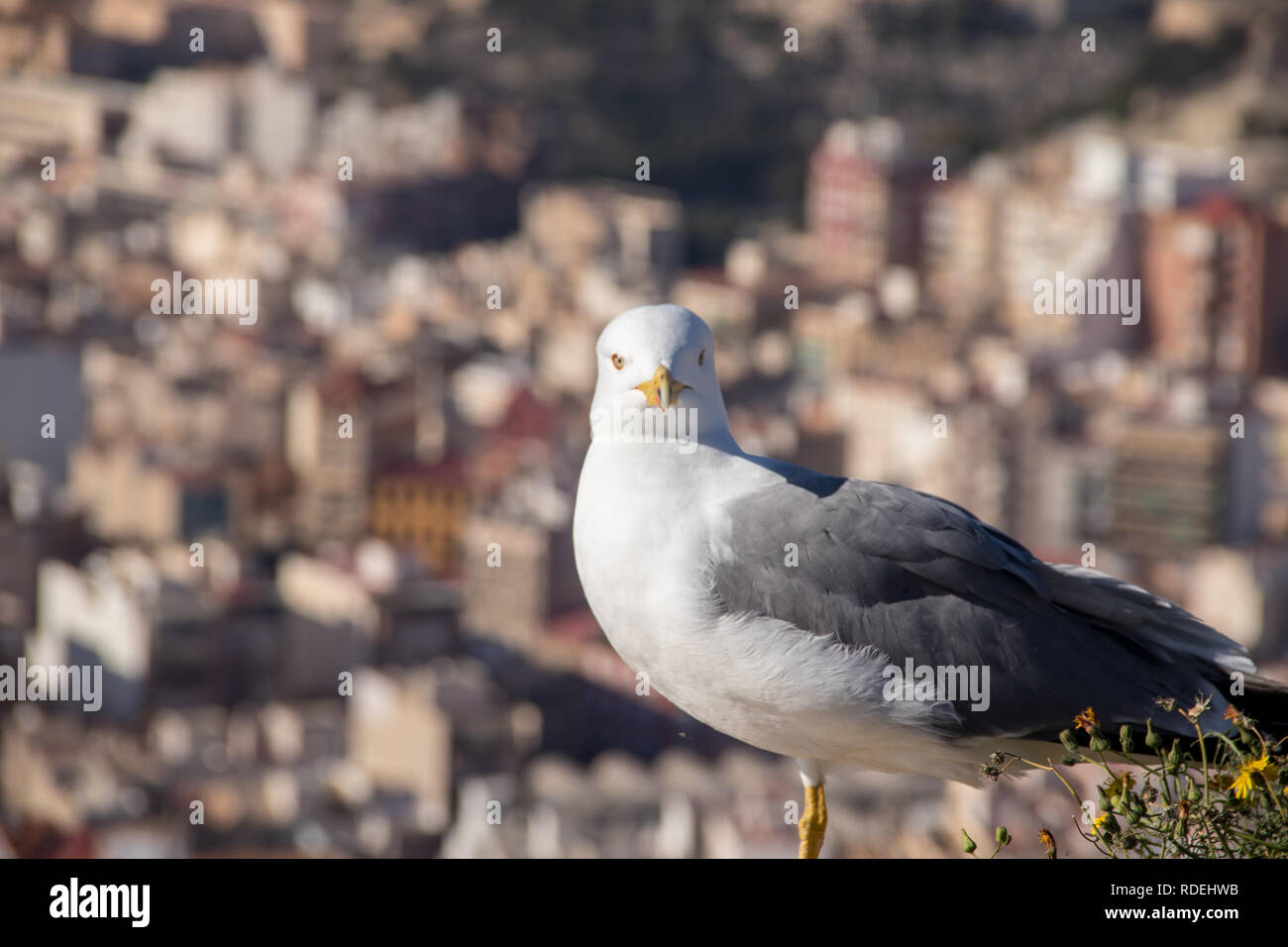 beautiful close-up of seagull looking at the camera with curiosity ...