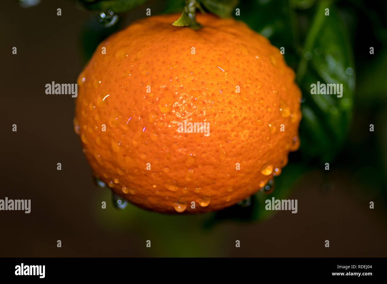 close-up of a wet orange and its leaf Stock Photo - Alamy