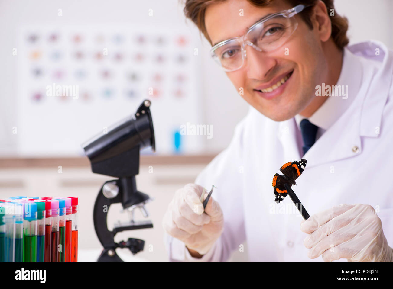 Scientist entomologist studying new butterfly species Stock Photo - Alamy