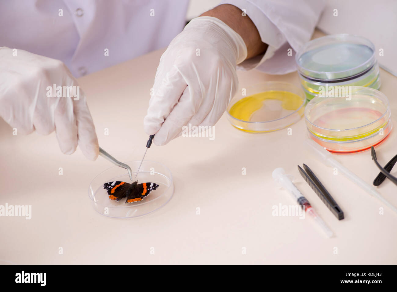 Scientist entomologist studying new butterfly species Stock Photo - Alamy