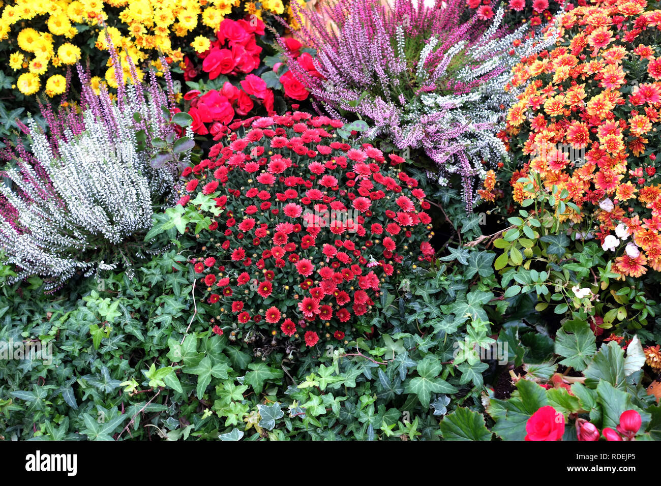 Still life with lot of beautiful colorful flower bushes in the garden ...