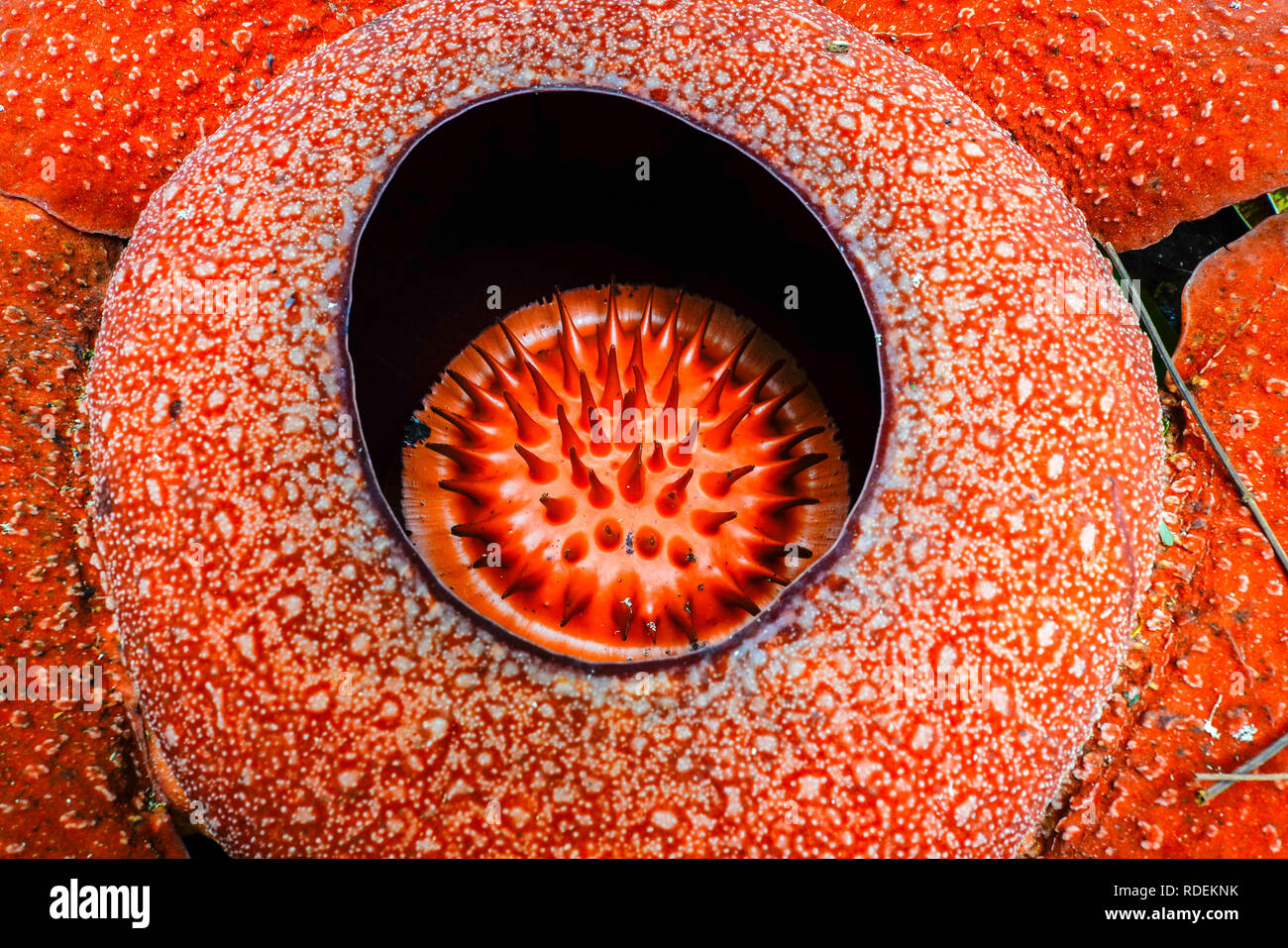 Rafflesia flower close-up, Cameron highlands, Malaysia Stock Photo - Alamy