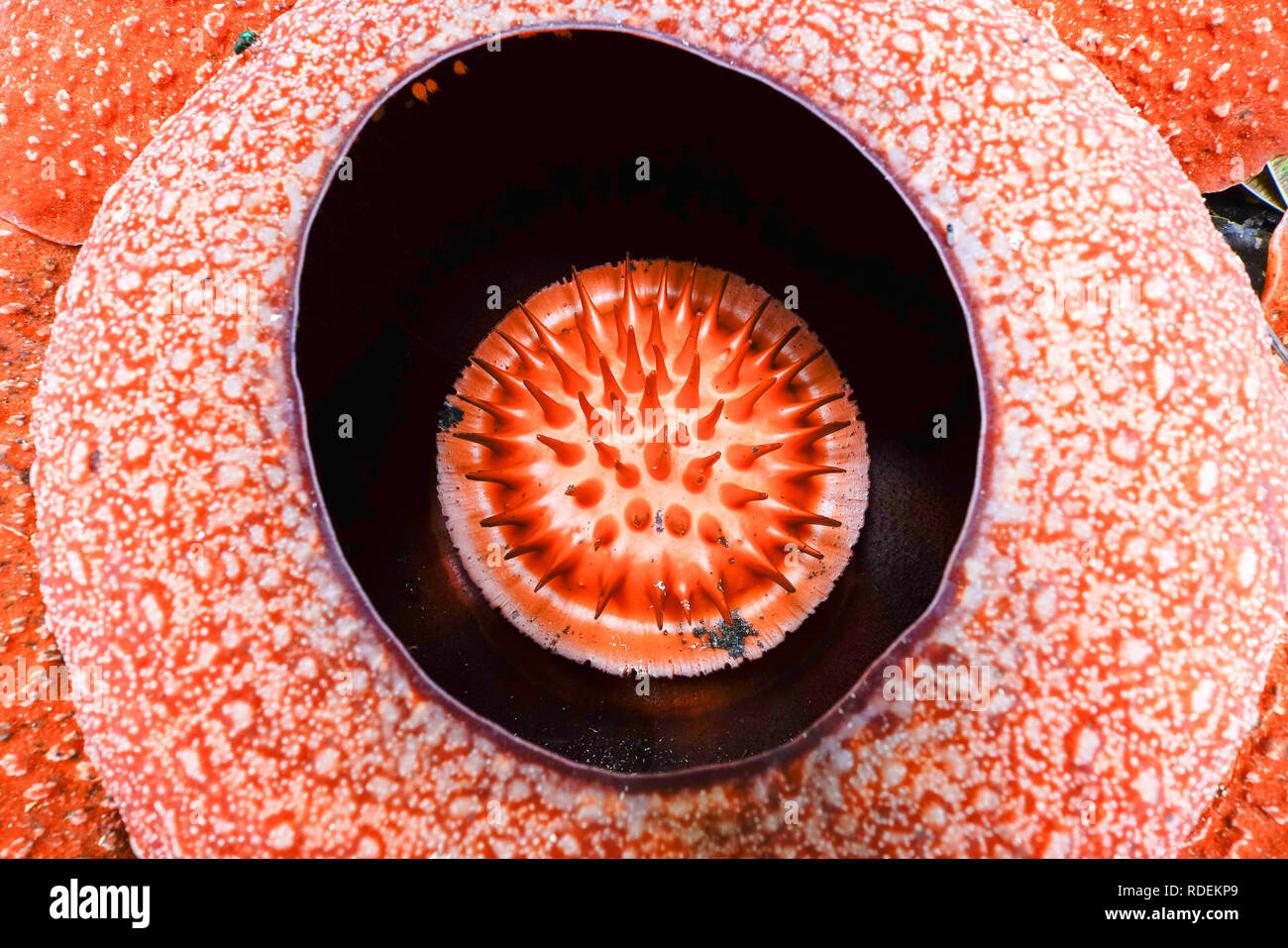 Giant flower rafflesia arnoldii hi-res stock photography and images - Alamy