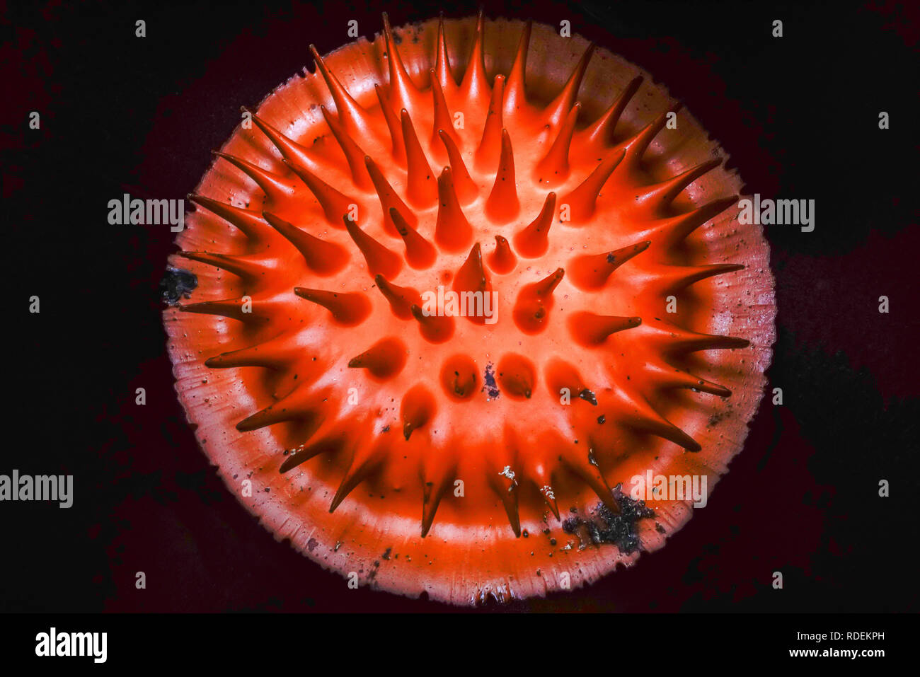 Rafflesia flower close-up, Cameron highlands, Malaysia Stock Photo - Alamy