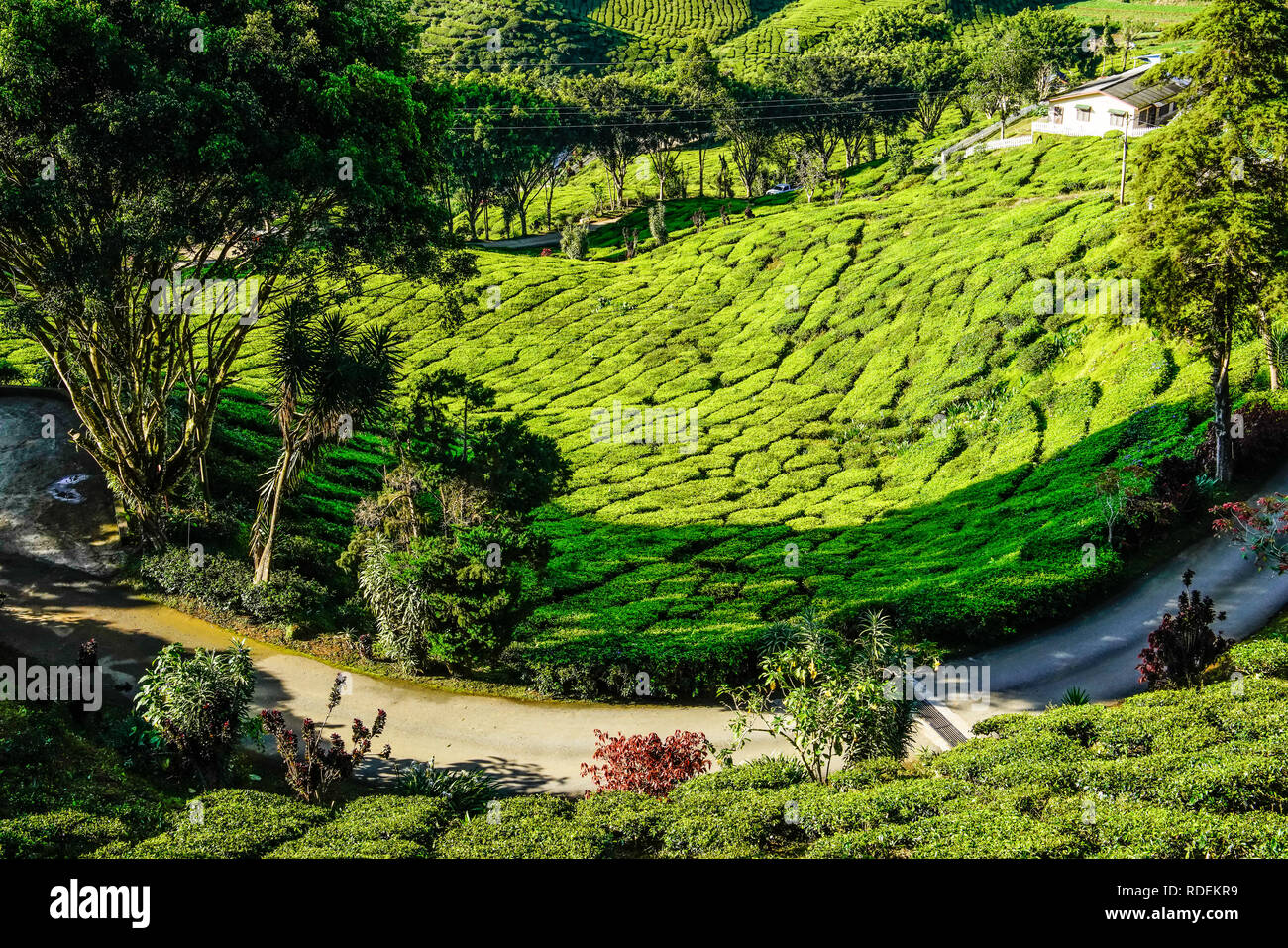Tea plantation cameron highlands hi-res stock photography and images ...