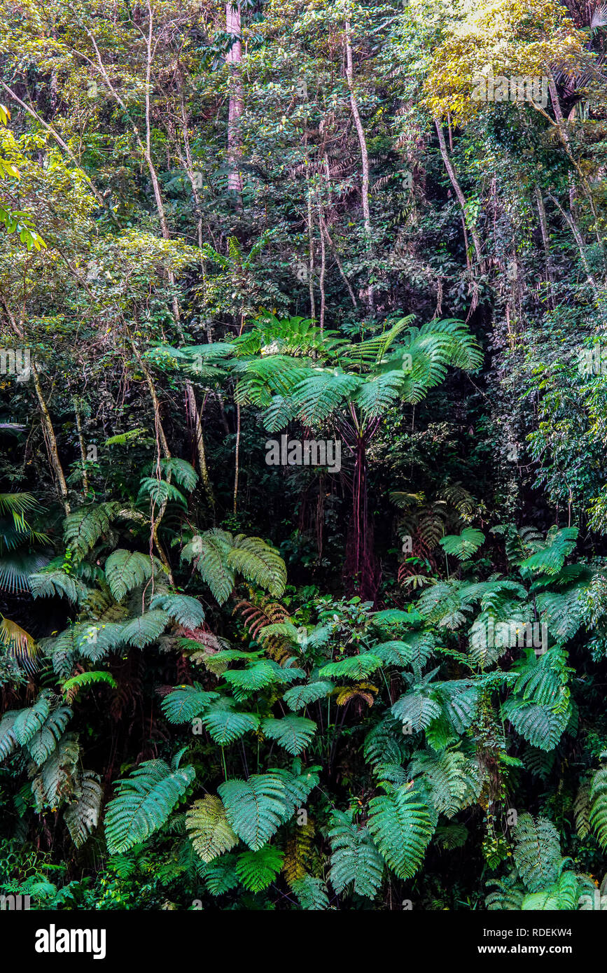Inside rainforest on peninsular Malaysia Stock Photo - Alamy