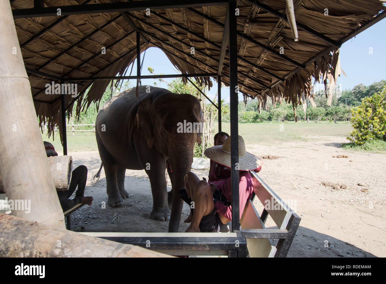 Elephant resting under cover Thailand Stock Photo - Alamy