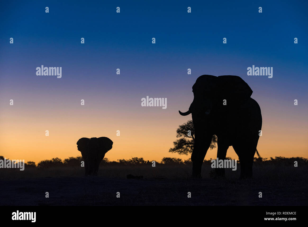 Bull elephant in shadow hi-res stock photography and images - Alamy