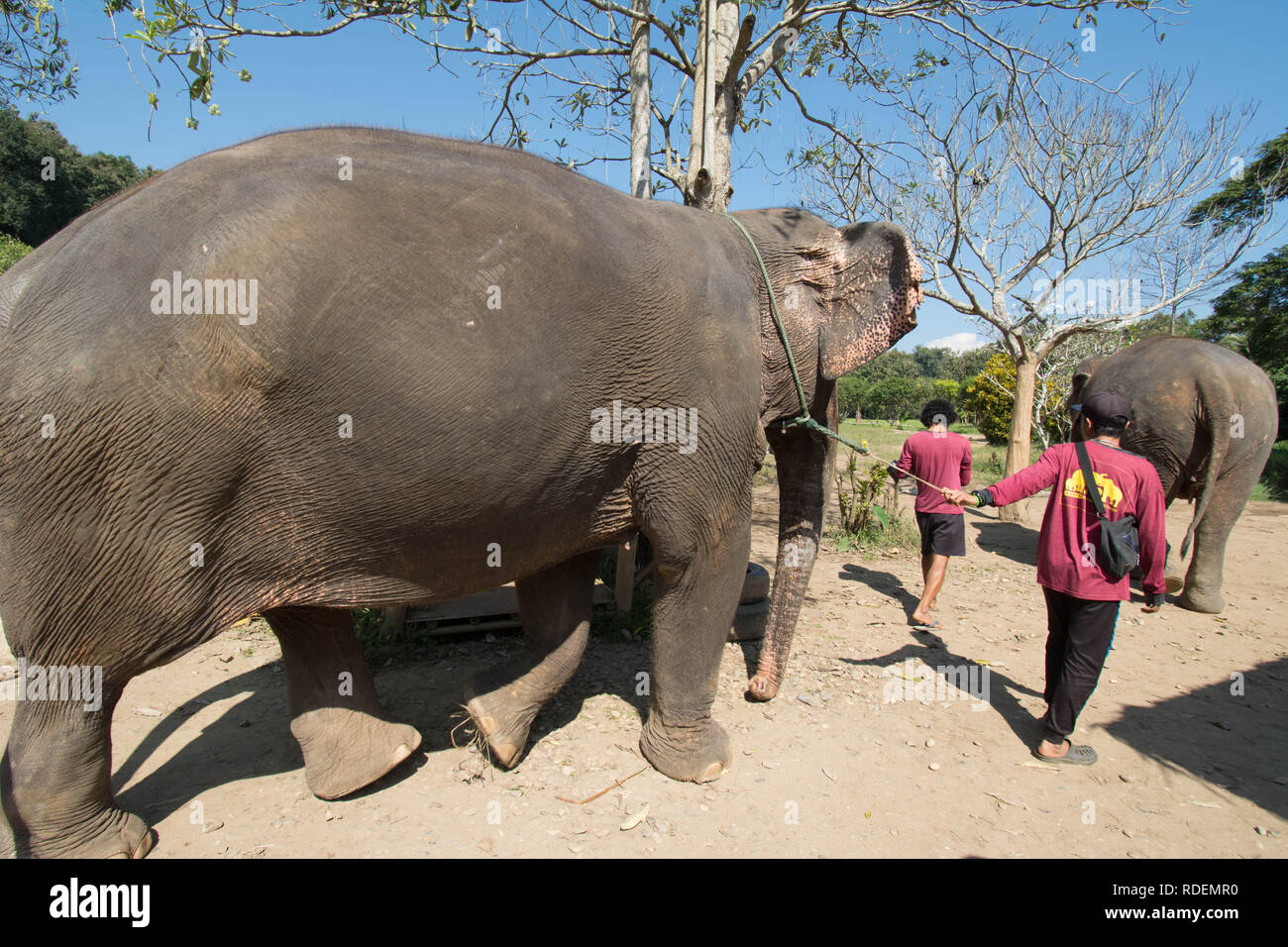 Elephant herd of trunk trunks big large sanctuary wildlife male female ...