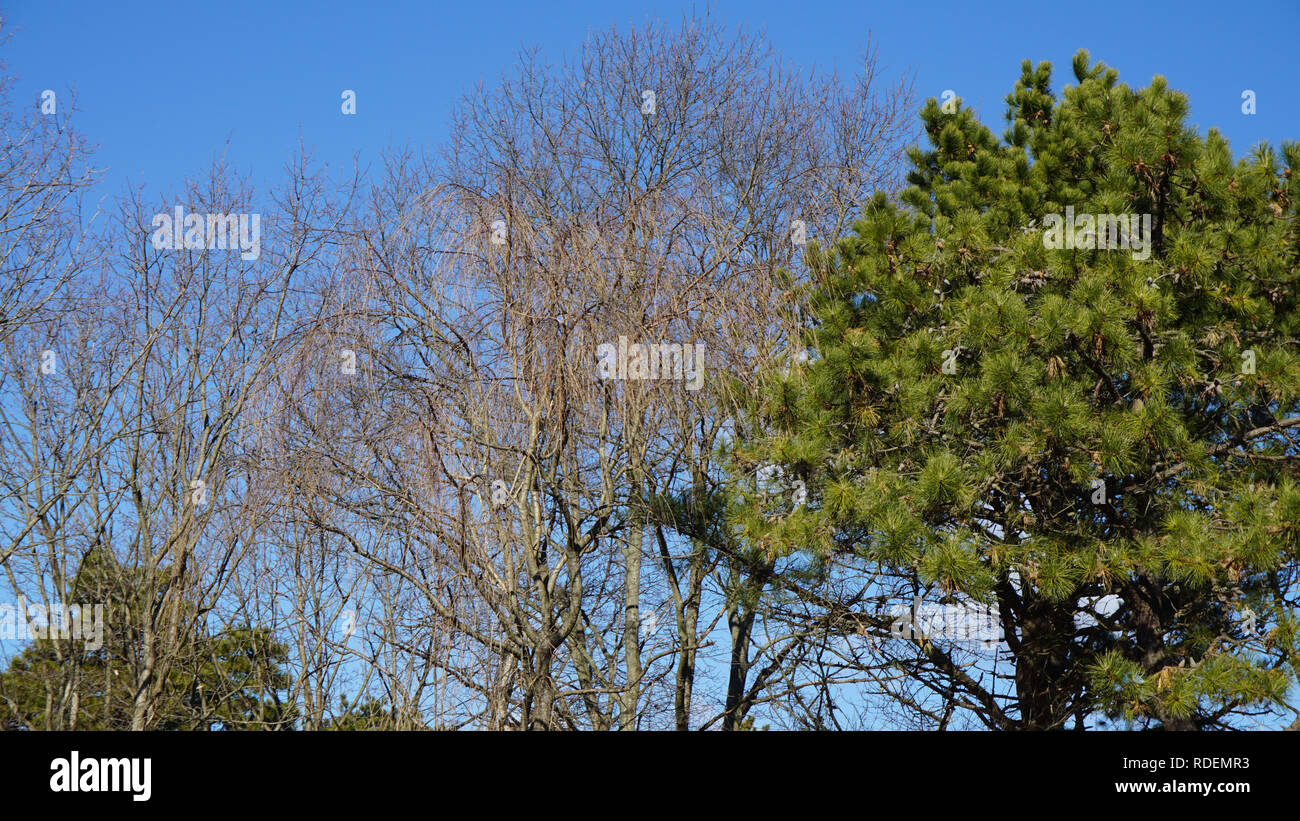 Cleare hi-res stock photography and images - Alamy