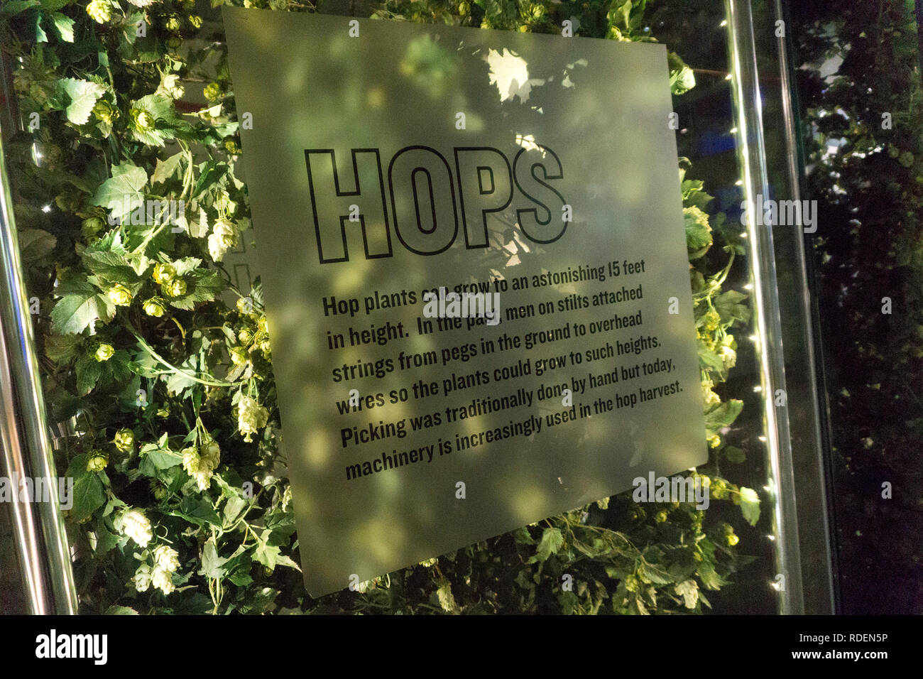 Hops on display at the Guinness Storehouse Brewery in Dublin, Ireland ...