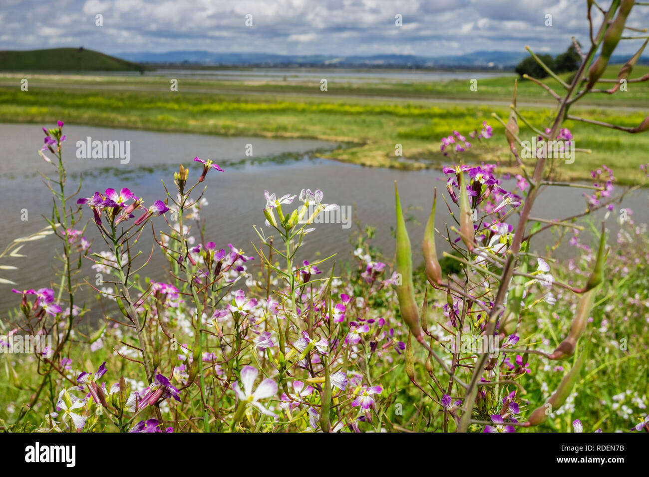 Wild radish (Raphanus raphanistrum) flower growing on the shoreline of ...