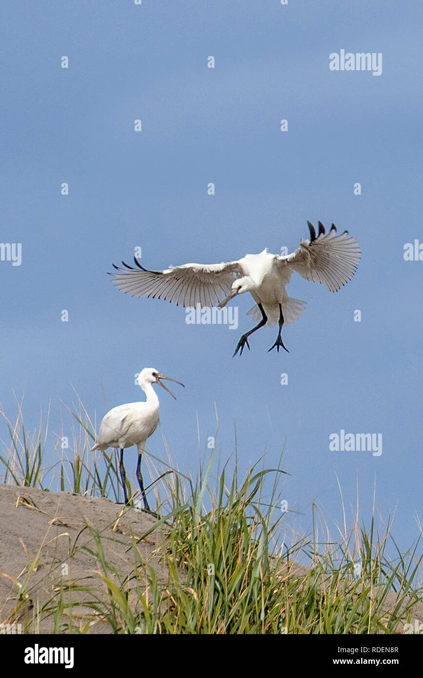 The Netherlands, Rottumeroog or Rottum Island (uninhabited), belonging ...