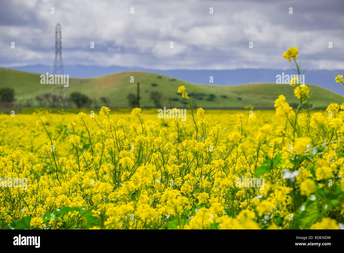 Black mustard field, Coyote Hills Regional Park, San Francisco bay ...