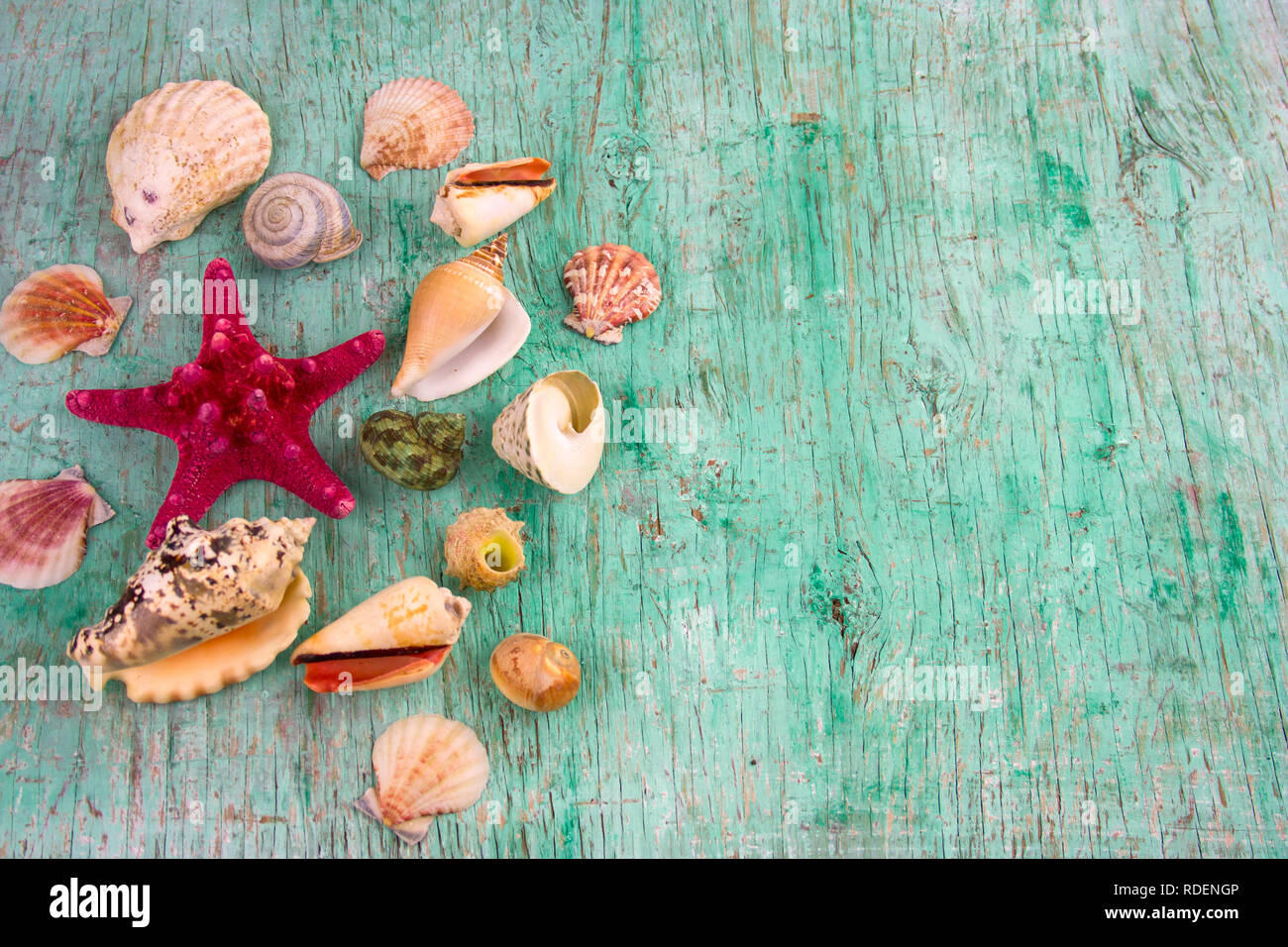 top view sea shells mint green background copy space,summer travel ...