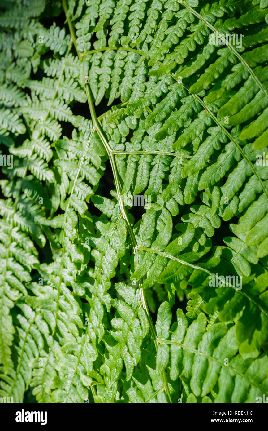 Verdant ferns growing in the forest, California Stock Photo - Alamy
