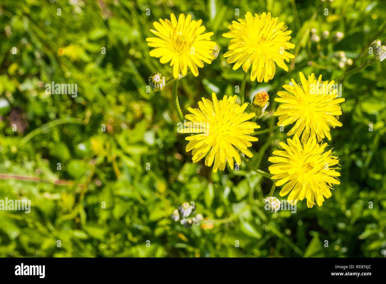 False dandelion hi-res stock photography and images - Alamy