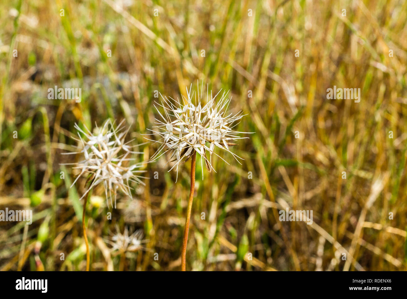 Silver Puffs (Uropappus lindleyi) blooming on the hills of south San ...
