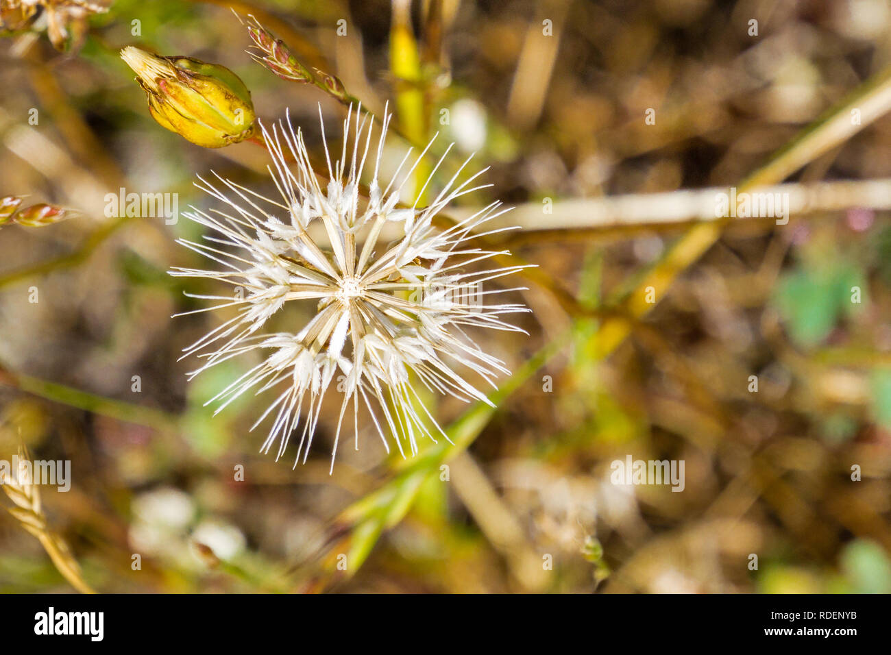 Silver Puffs (Uropappus lindleyi) blooming on the hills of south San ...