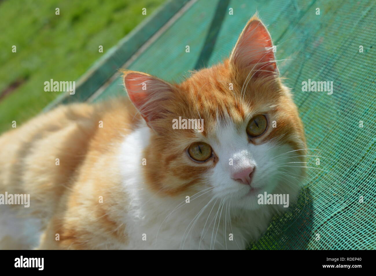 A cute image of a cat outside in the sun Stock Photo - Alamy