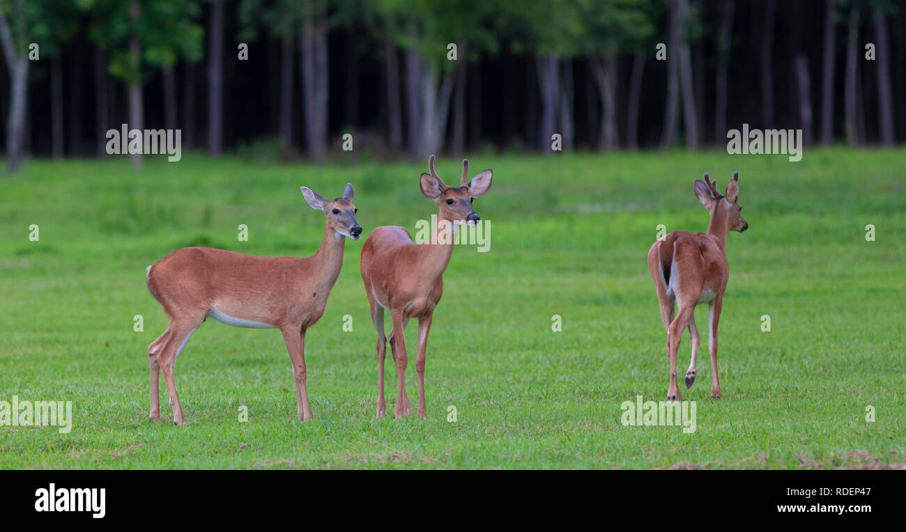 Three whitetail deer on a grassy field in North Carolina Stock Photo ...