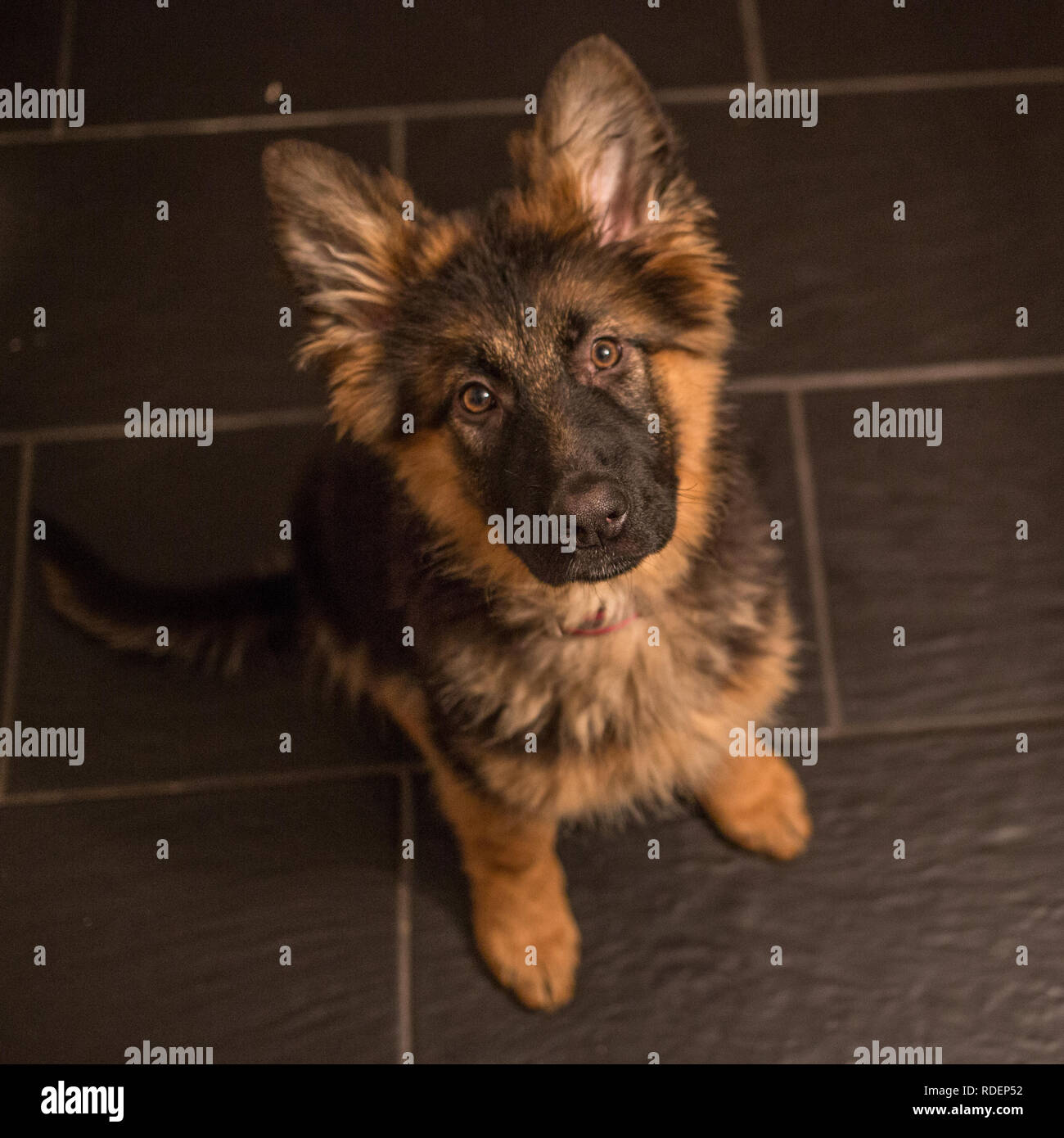 German shepherd close up hi-res stock photography and images - Alamy