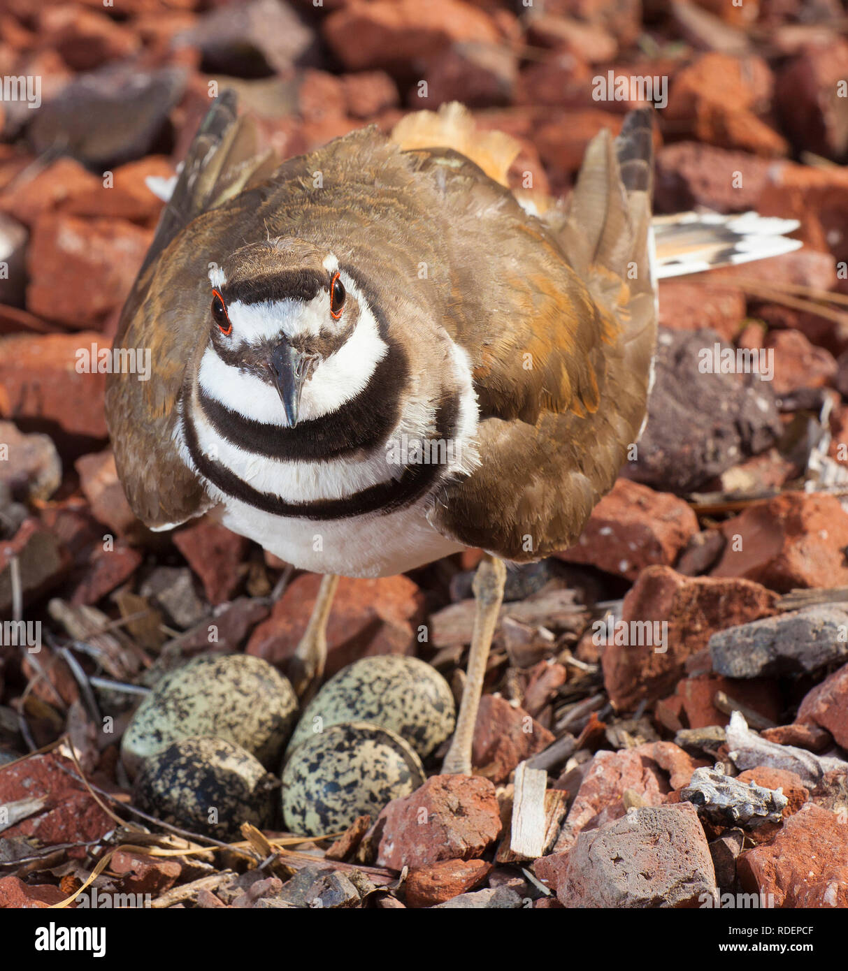 Guards eggs hi-res stock photography and images - Alamy