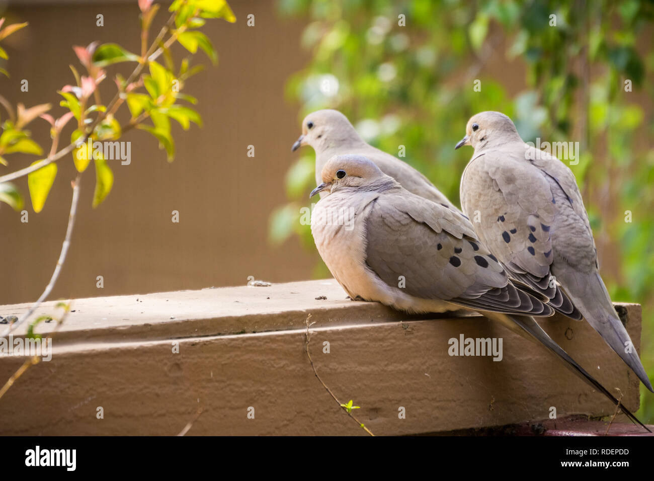 Three Mourning Doves sitting on a balcony ledge, California Stock Photo ...