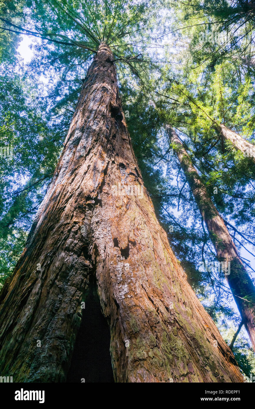 Redwood trees (Sequoia sempervirens) forest, San Francisco bay area ...