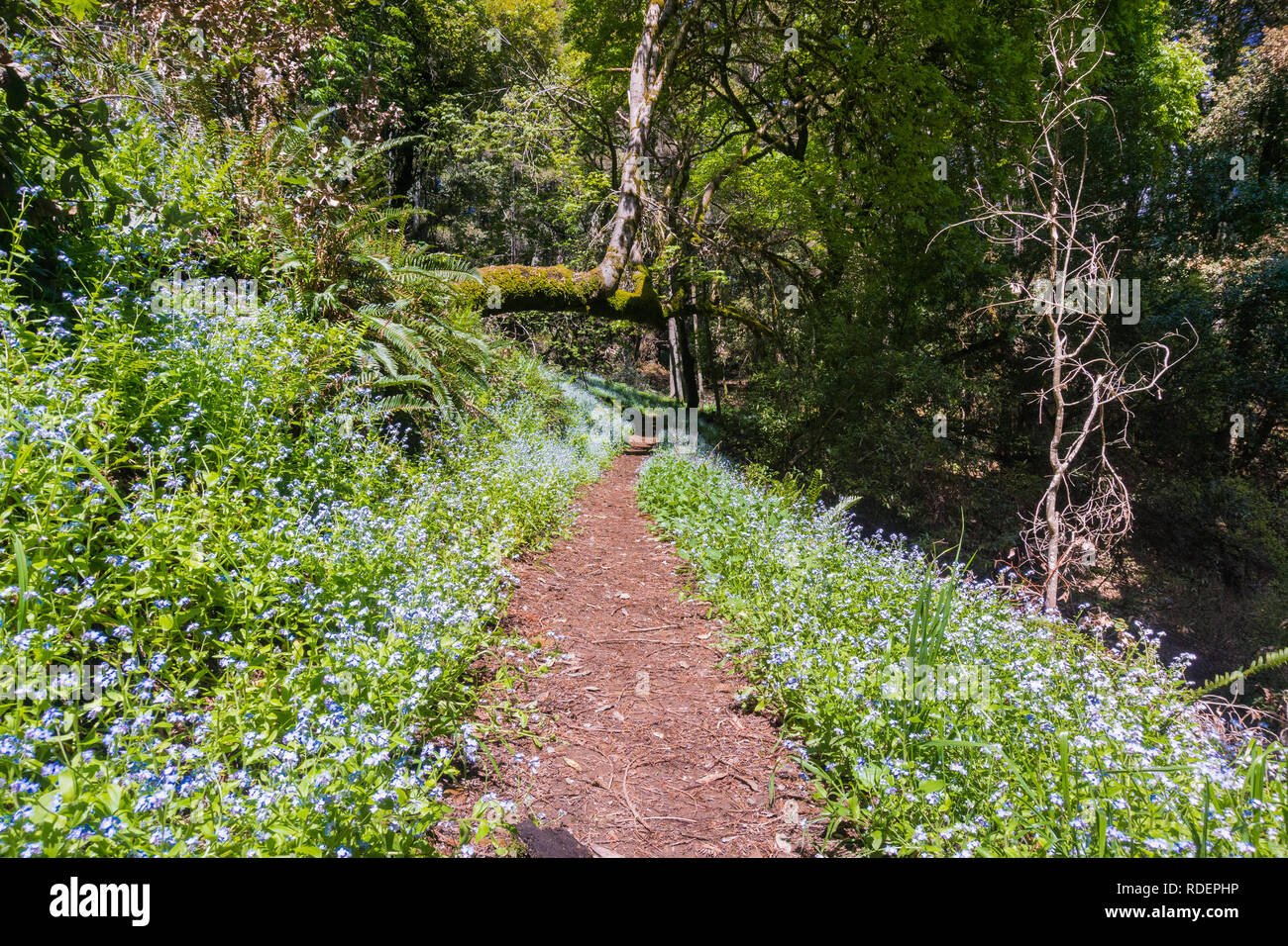 Hiking trail lined up with Forget-me-not (Myosotis sylvatica), San ...