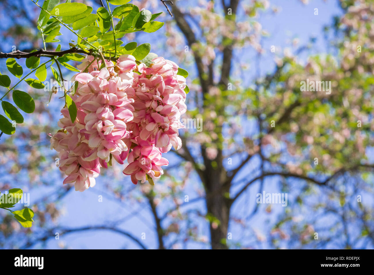 Pink Acacia Flower