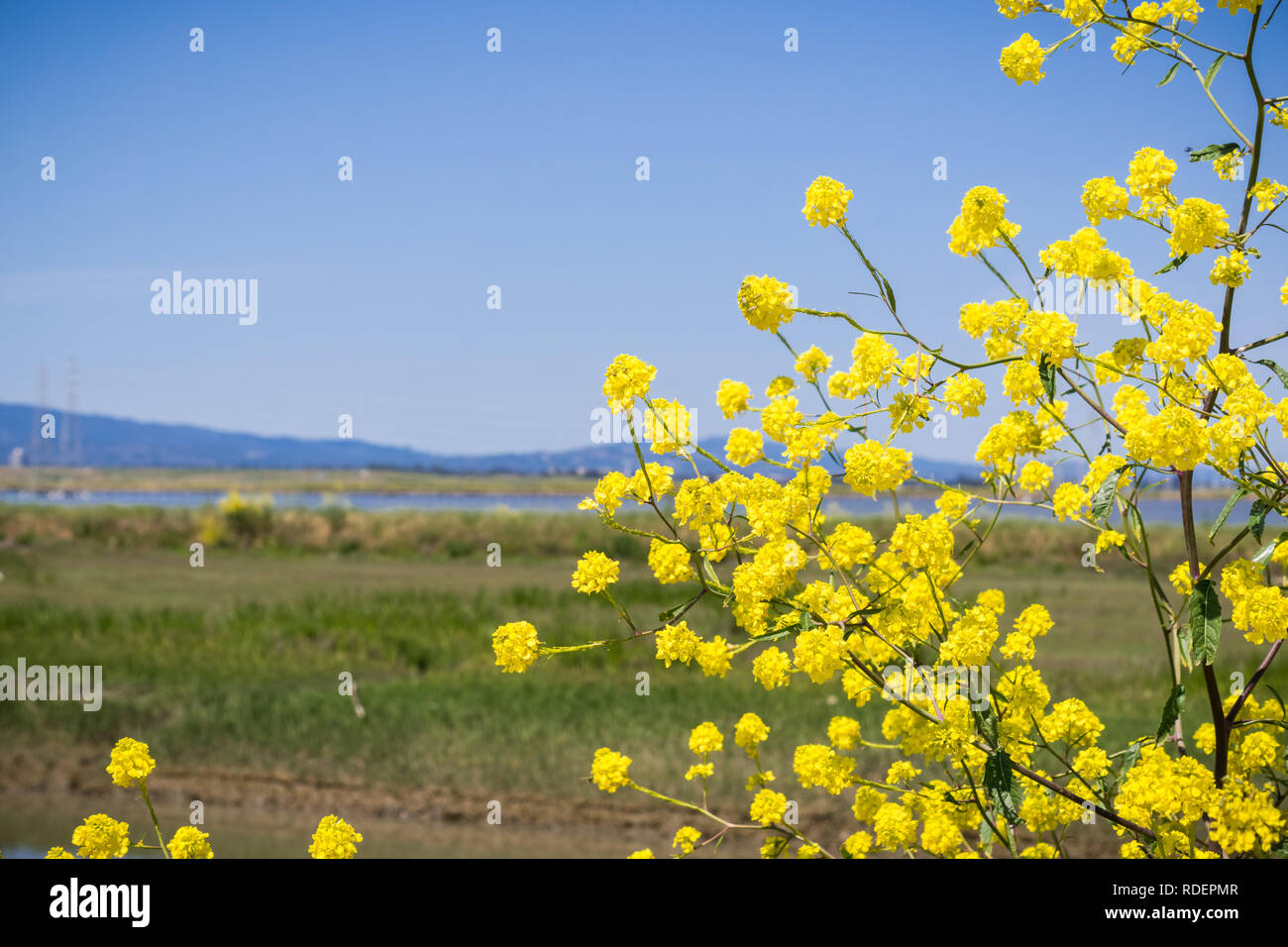 Invasive mustard plants california hi-res stock photography and images ...