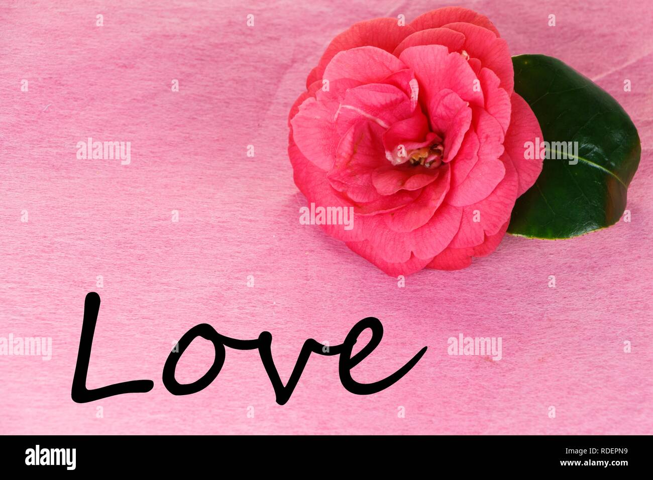 Love flower word hi-res stock photography and images - Alamy