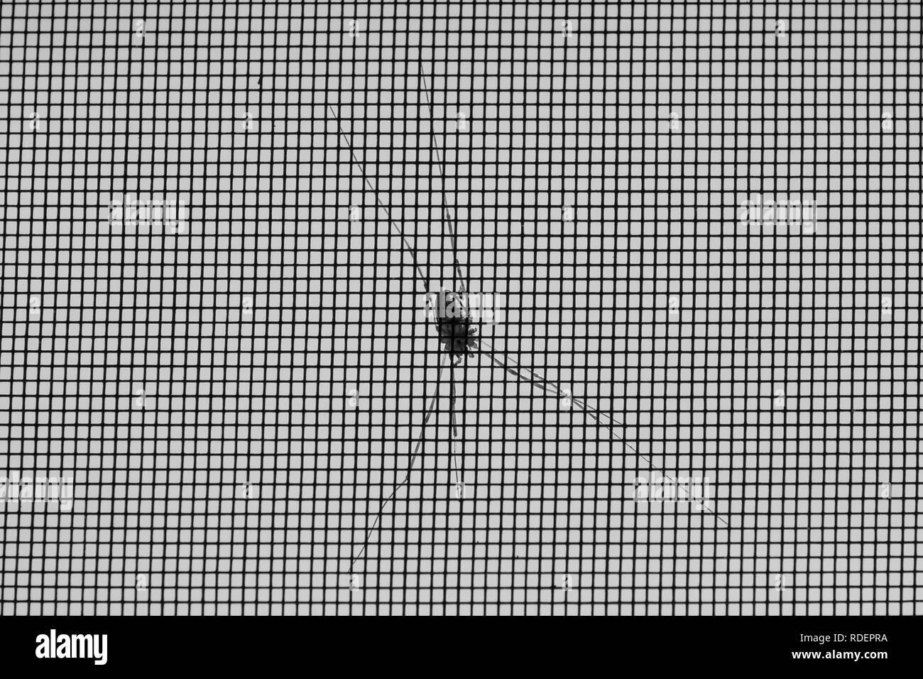 Spider on the outside of a mosquito net; black & white Stock Photo - Alamy