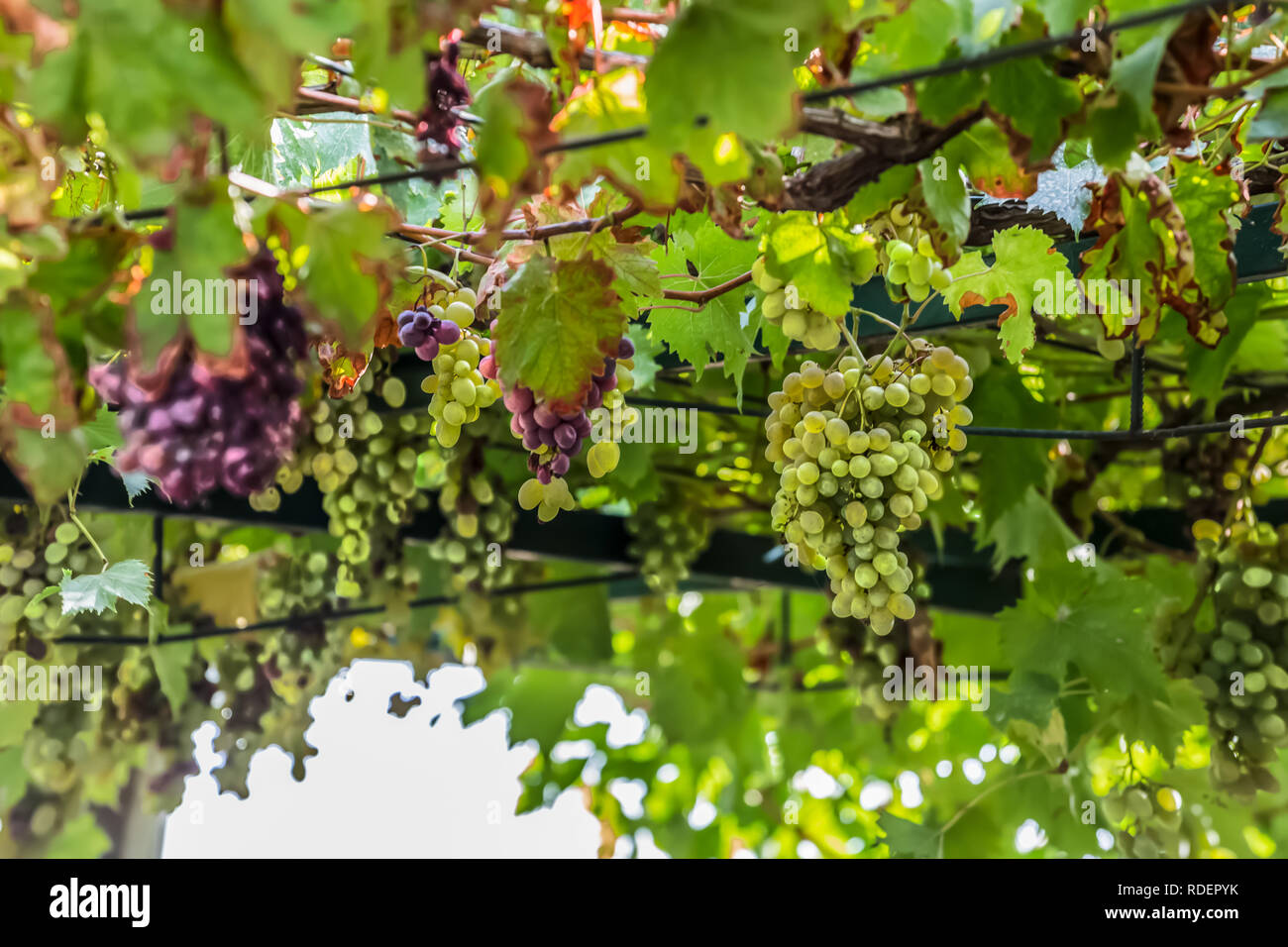 View of vine with leaves and grapes Stock Photo - Alamy