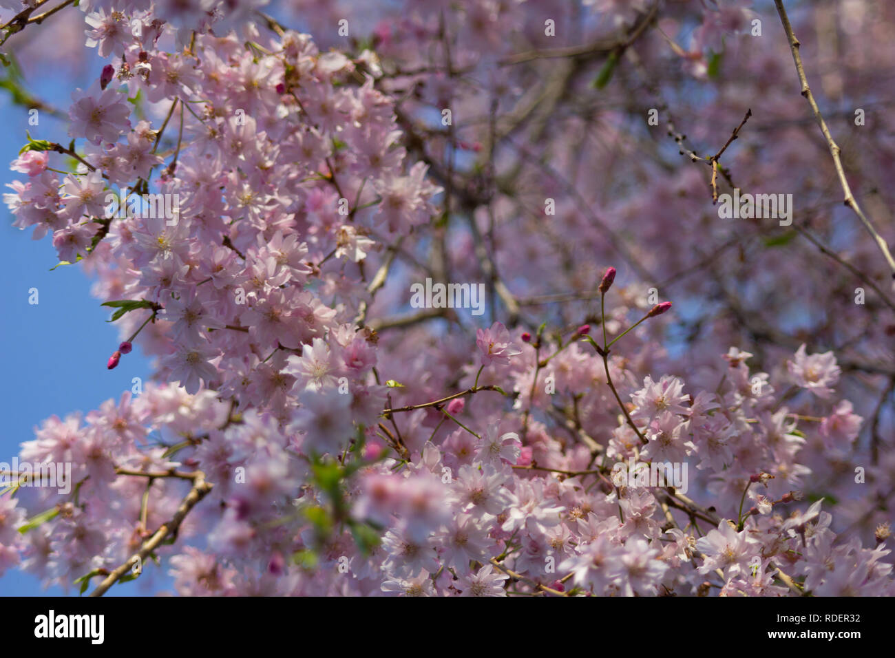 Weeping Cherry Tree in Spring, Ohio Stock Photo - Alamy