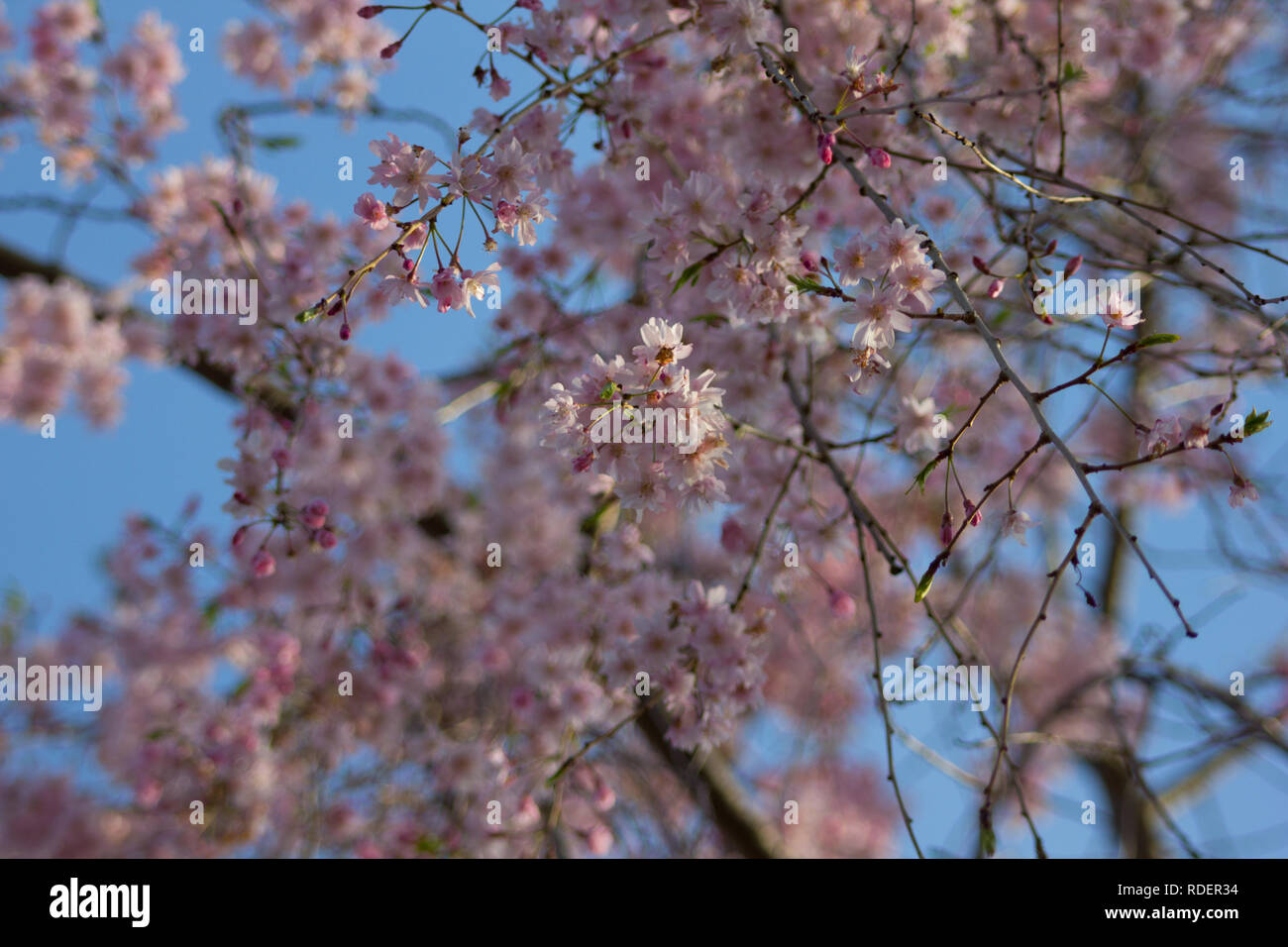 Weeping Cherry Tree in Spring, Ohio Stock Photo - Alamy