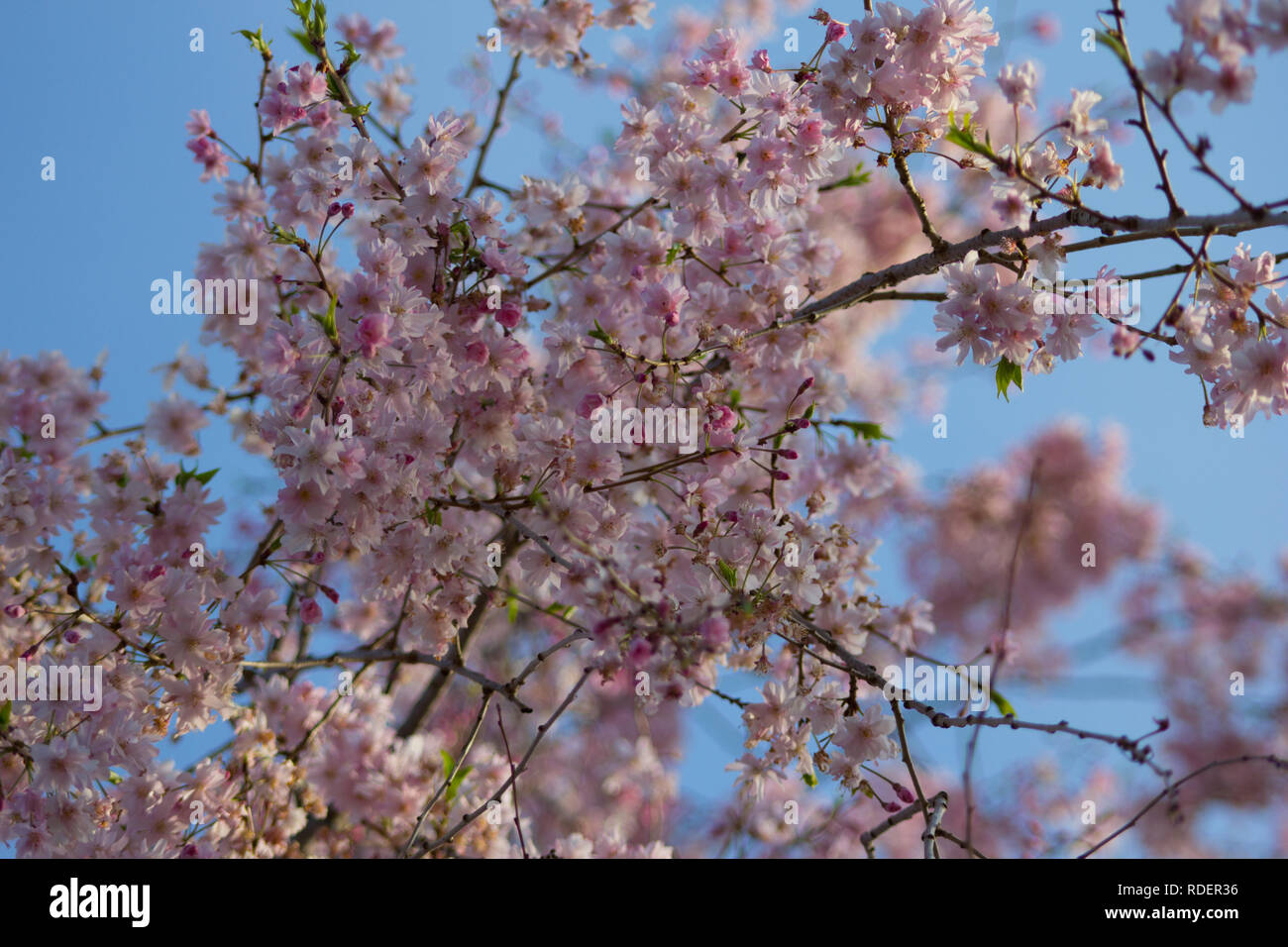 Weeping Cherry Tree in Spring, Ohio Stock Photo - Alamy