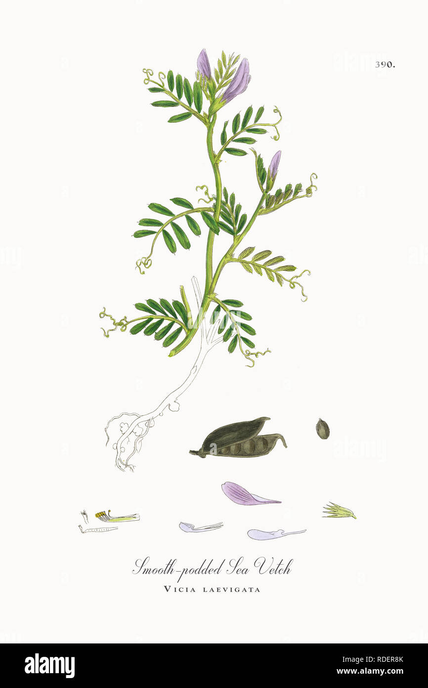 Antique Hand-Colored English Victorian Botanical Illustration, Circa ...