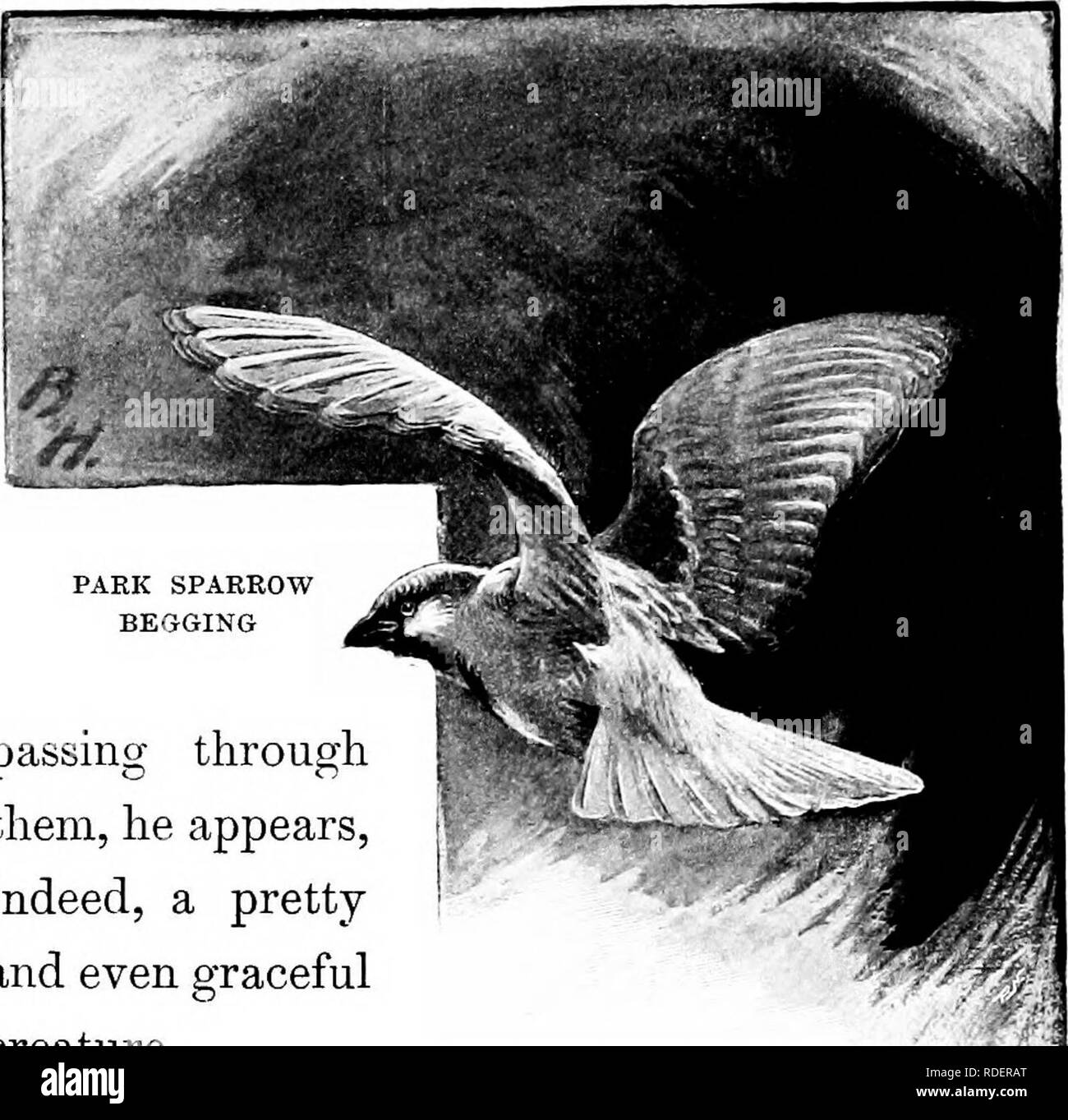 Translucent wings Black and White Stock Photos & Images - Alamy