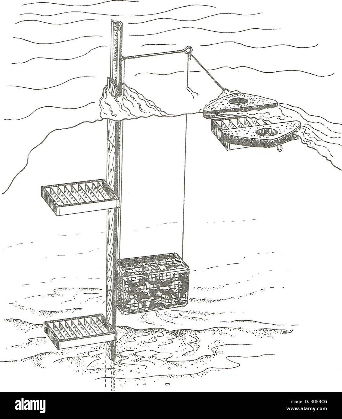 Periphyton algae hi-res stock photography and images - Alamy
