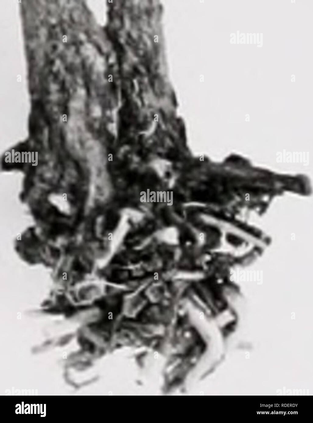 Copper deficiency hi-res stock photography and images - Alamy