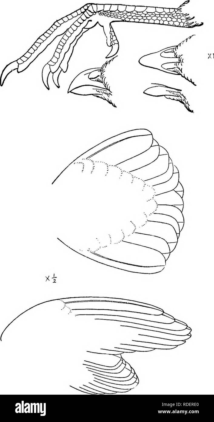 . The birds of North and Middle America : a descriptive catalogue of ...