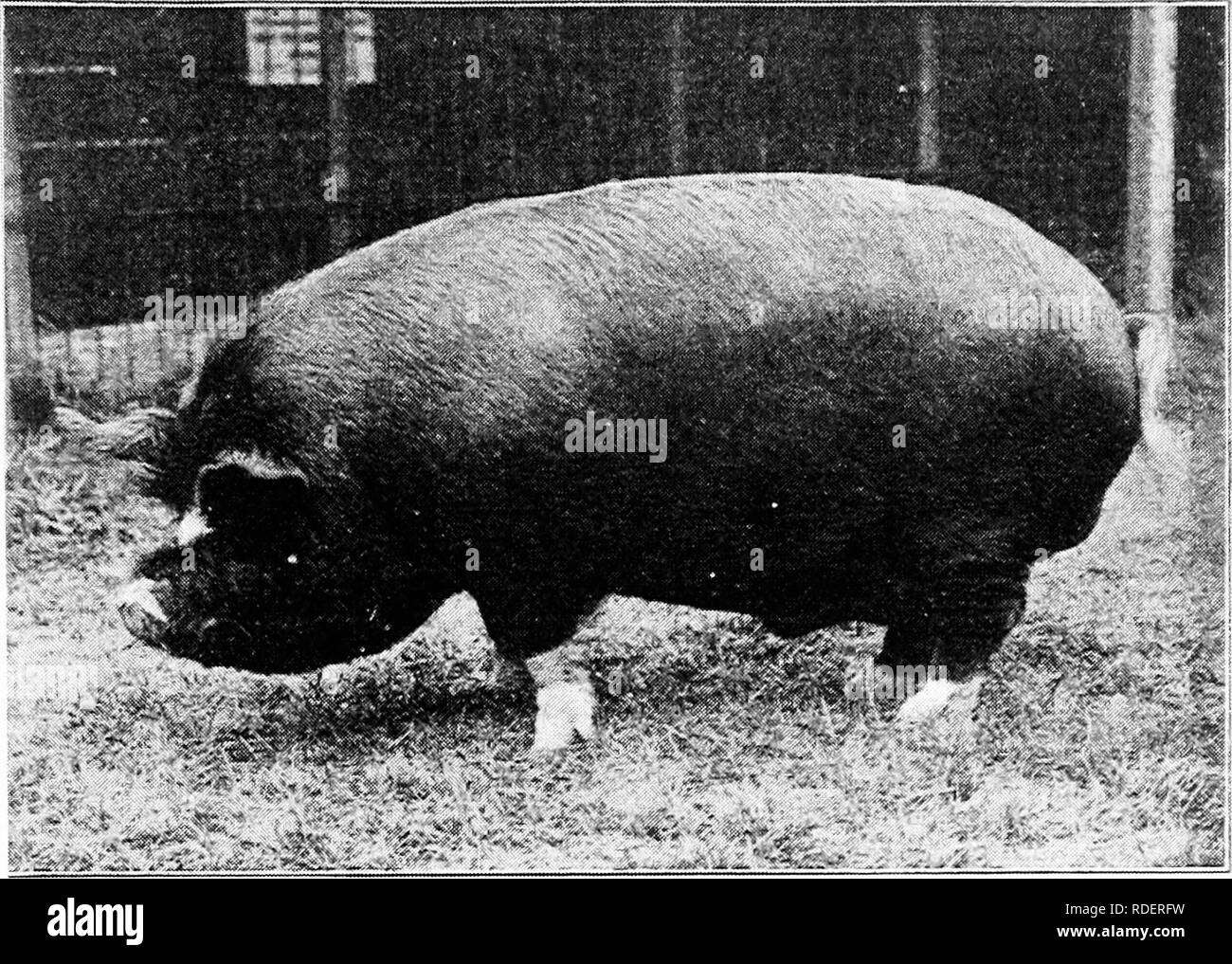 . Swine : a book for students and farmers . Swine. Berkshire boar ...