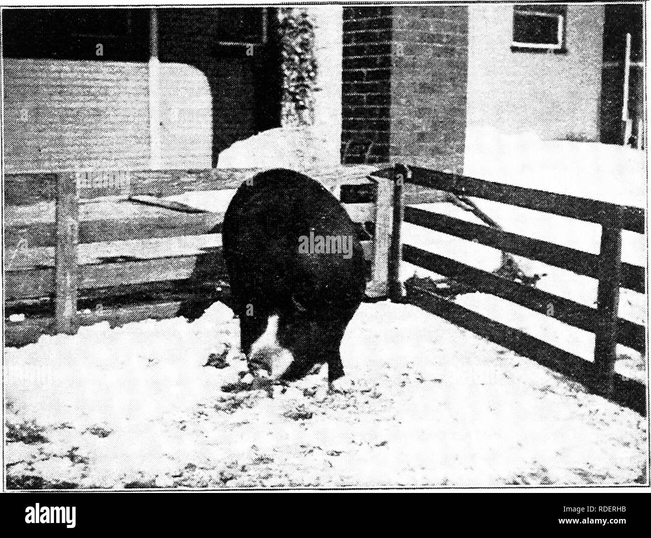 . Swine : a book for students and farmers . Swine. Grand champion ...