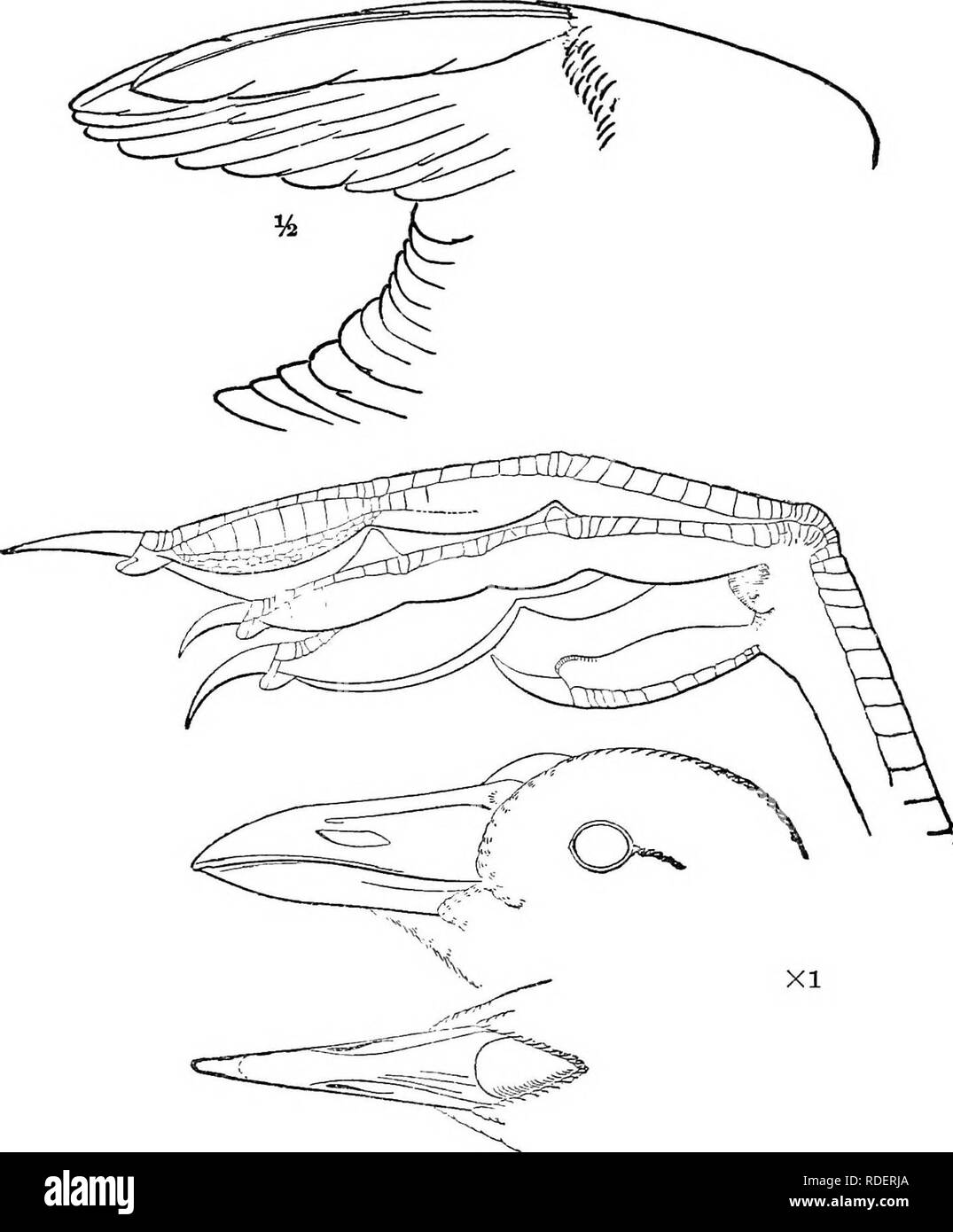 . The birds of North and Middle America : a descriptive catalogue of ...