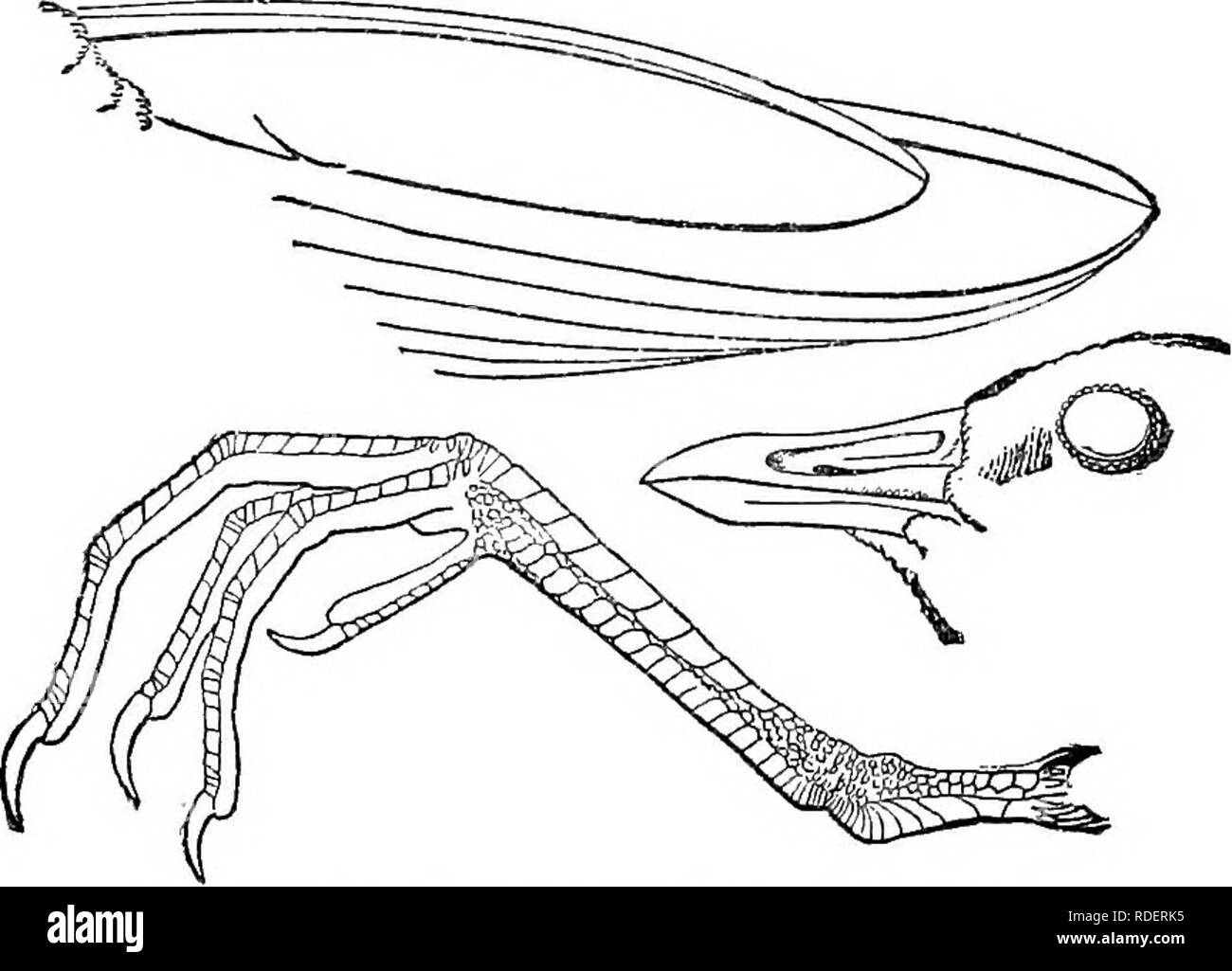 . The birds of North and Middle America : a descriptive catalogue of ...